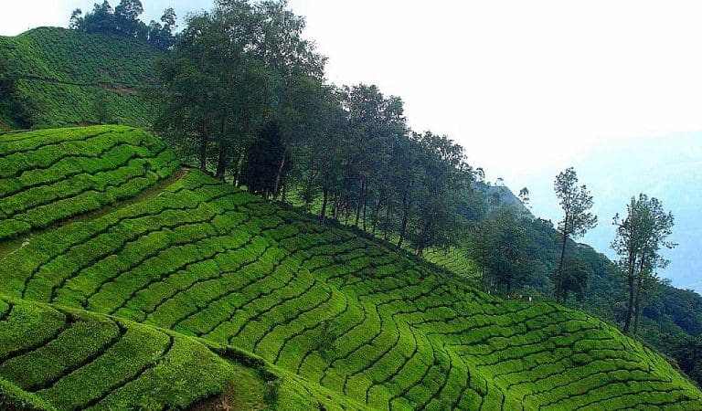 Best time to visit Munnar - Munnar Weather, Season and Climate for each ...