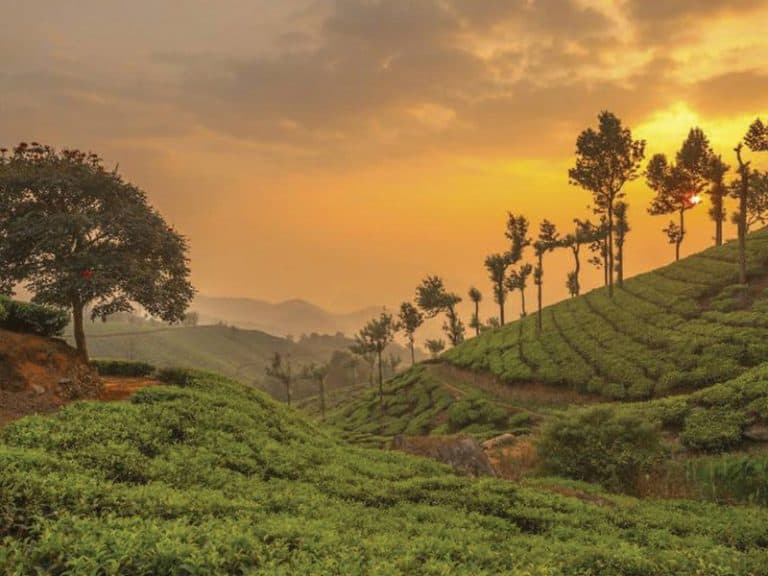 Madurai to Munnar- Distance, How to Reach & Best Road to Travel ...