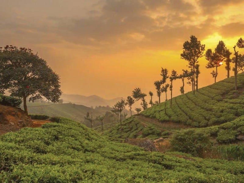 Best time to visit Munnar - Munnar Weather, Season and Climate for each ...