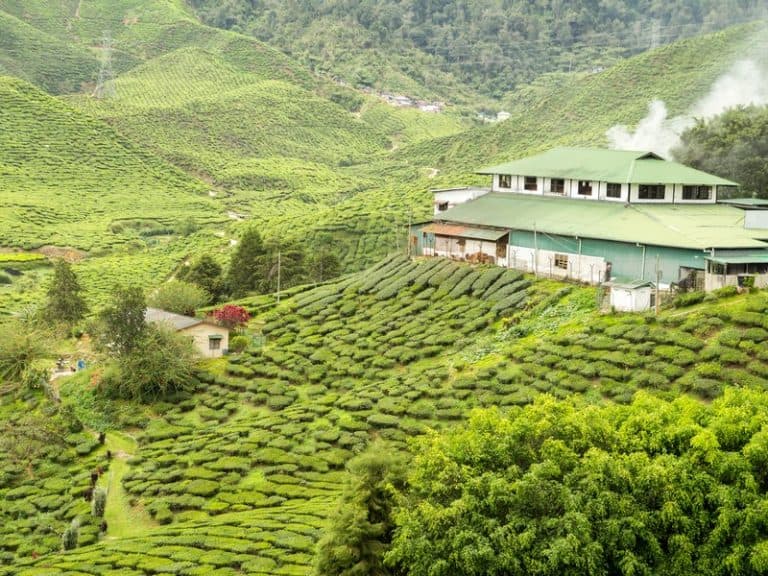 Kannan Devan Tea Museum Munnar- Timings, Entry Fee, Visiting Hours & Photos
