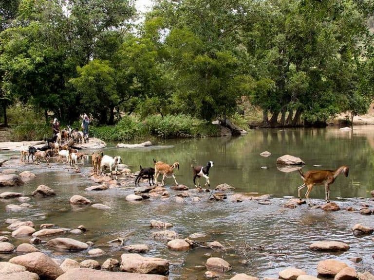 Chinnar Wildlife Sanctuary -Best Time to Visit | Munnar Insider Travel Blog