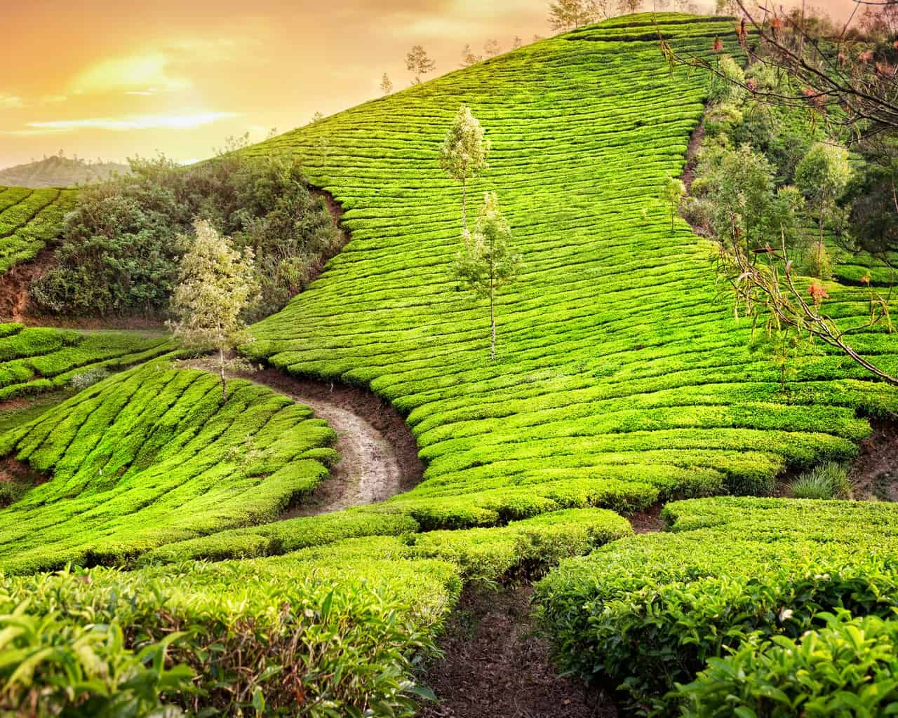 Munnar Honeymoon Tourist Places-10 Romantic Places in Munnar to visit ...