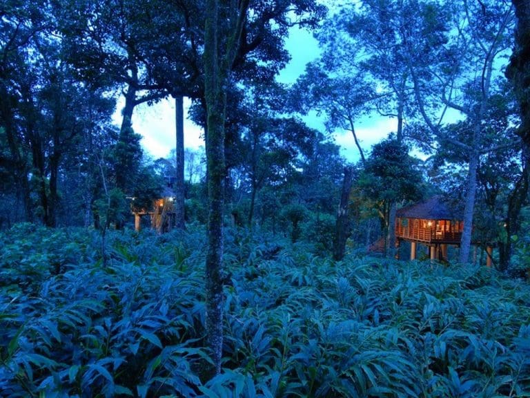 Top 12 Best Tree Houses in Munnar | Munnar Insider Travel Blog