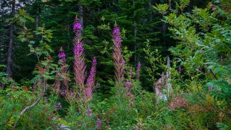 Chinnar Wildlife Sanctuary-Entry Fee, Photos, Timings & All you need to ...