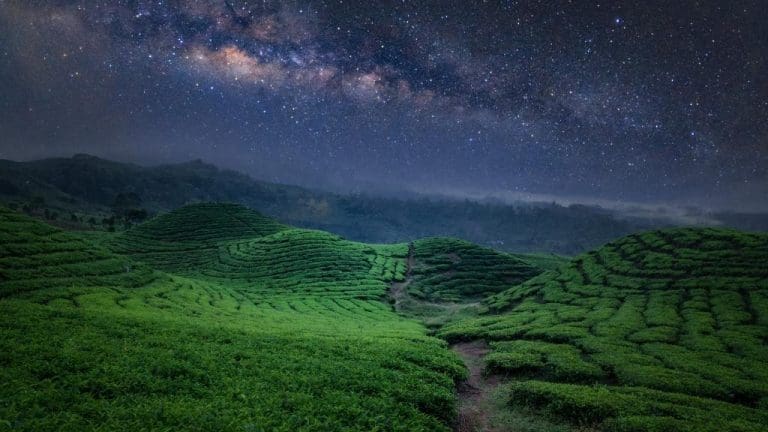 Top 5 Munnar Tea Estates That Are A Must-Visit For All | Munnar Insider ...