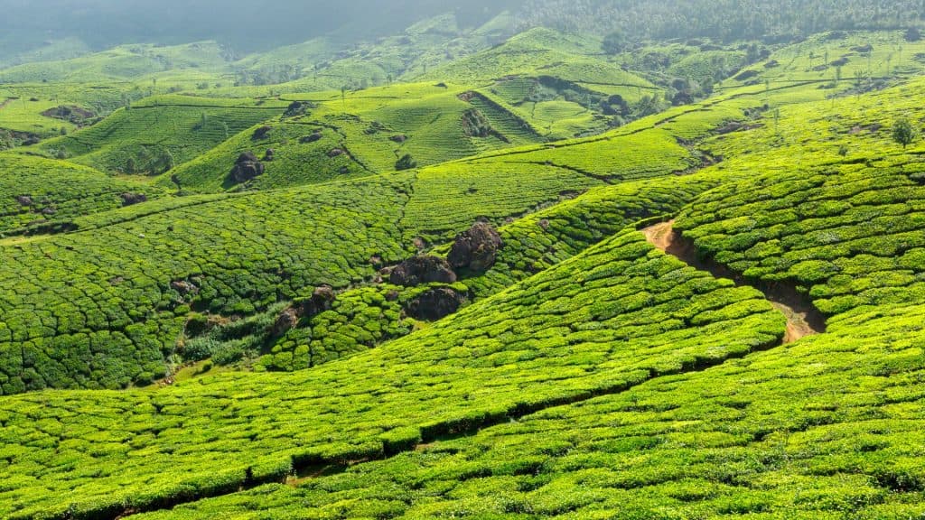How to reach Munnar By Car, Air, Road and Train | Munnar Insider Travel ...