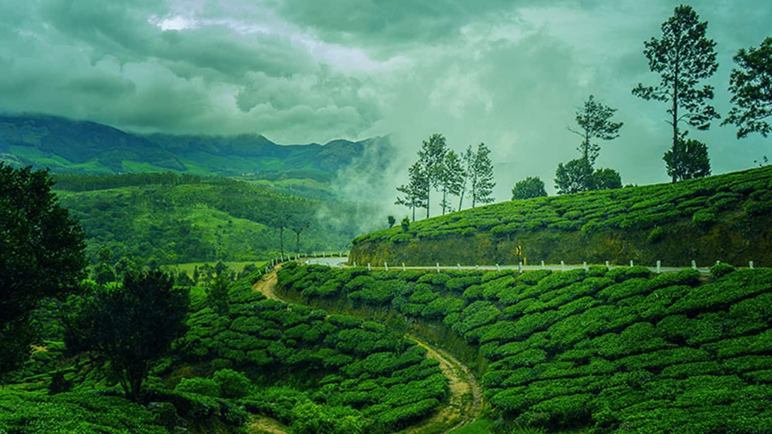 Top 17 best things to do in Munnar | Munnar Insider Travel Blog