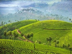 Top 5 Munnar Tea Estates That Are A Must-Visit For All | Munnar Insider ...