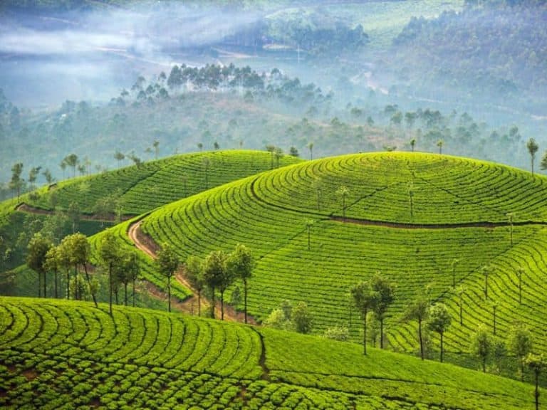 Top 5 Munnar Tea Estates That Are A Must-Visit For All | Munnar Insider ...