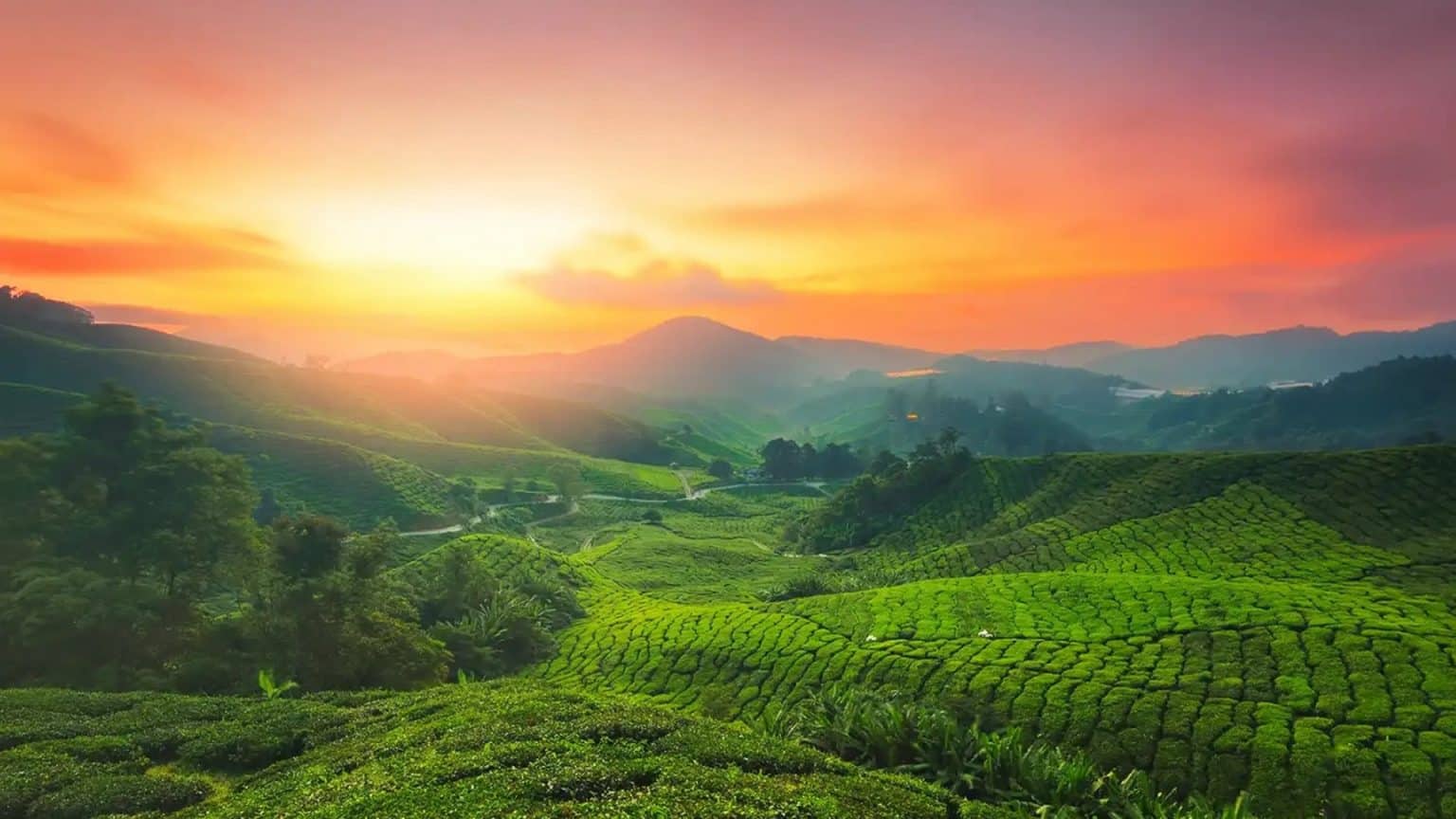 9+ Best Things To Buy in Munnar (With Local Recommendations) | Munnar ...