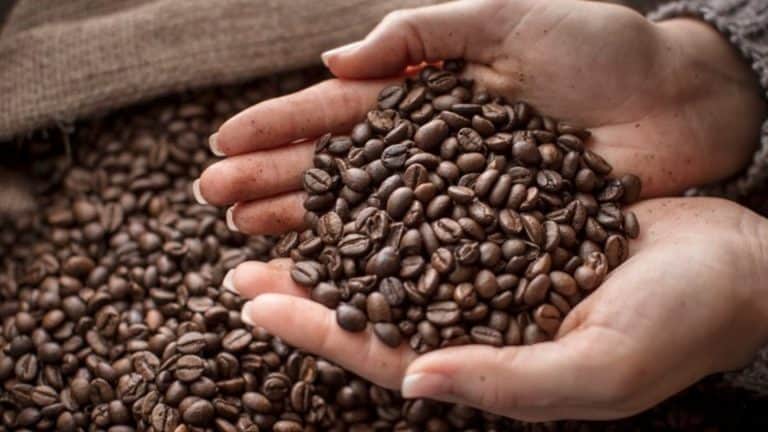 9+ Best Things To Buy in Munnar (With Local Recommendations) | Munnar ...