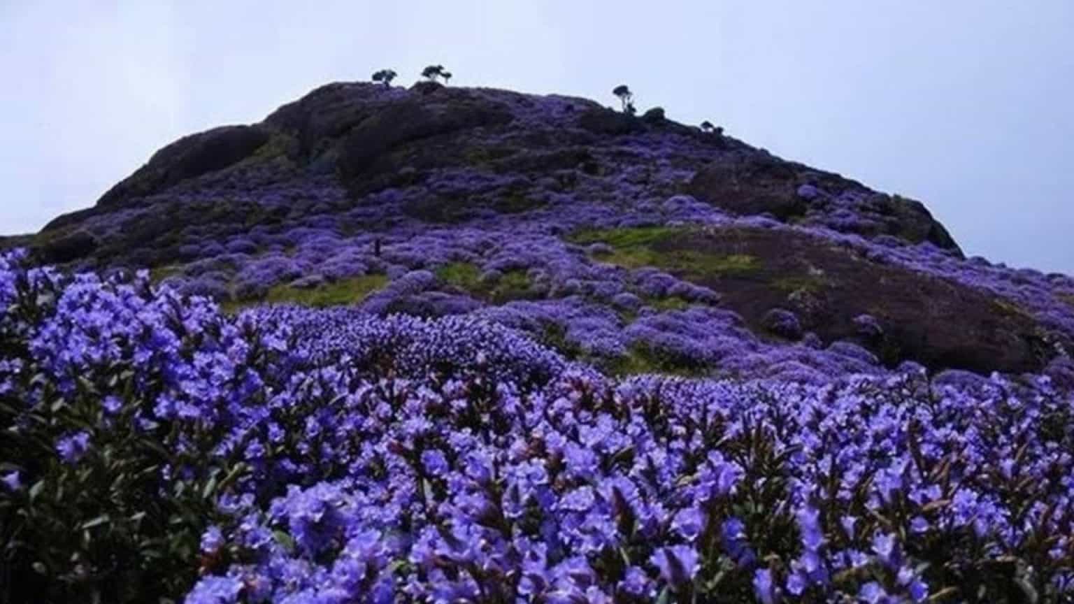 Munnar Travel Guide-Everything You Should Know About Munnar | Munnar ...