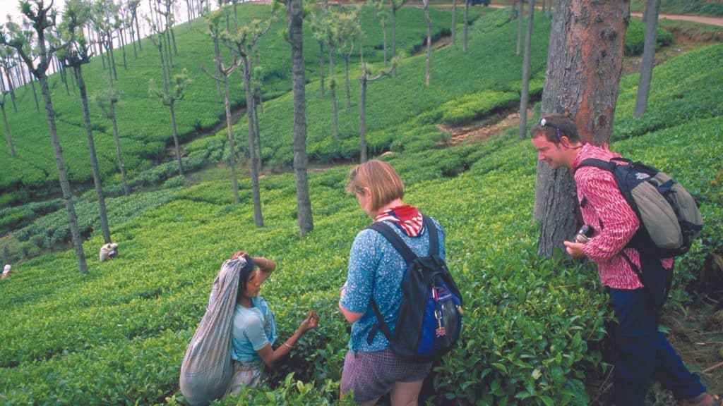 Munnar Travel Guide-Everything You Should Know About Munnar | Munnar Insider Travel Blog