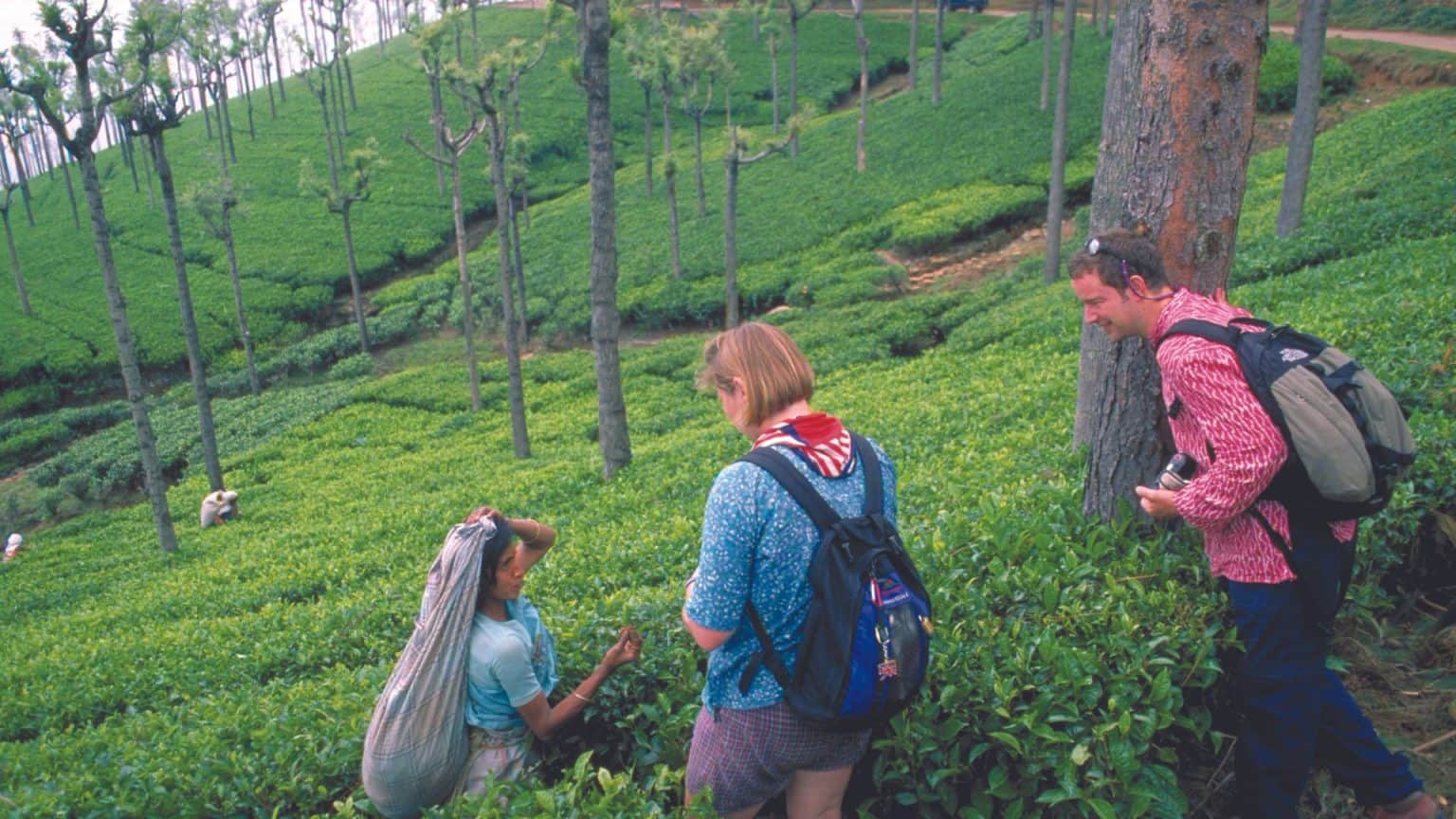 Munnar Travel Guide-Everything You Should Know About Munnar | Munnar ...