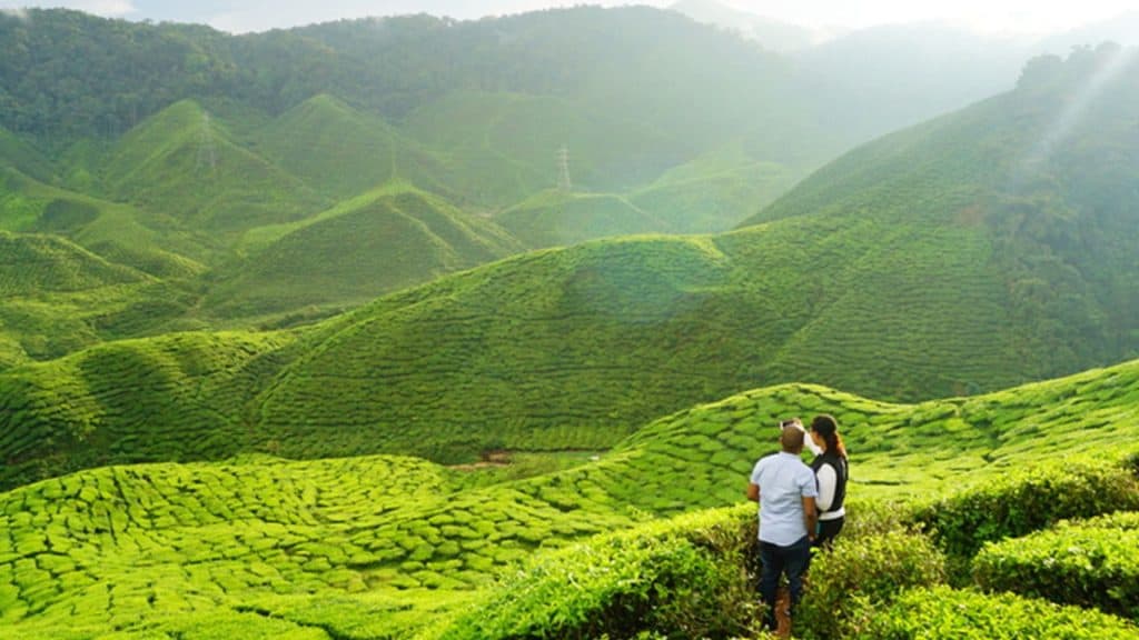 Munnar Travel Guide-Everything You Should Know About Munnar | Munnar Insider Travel Blog