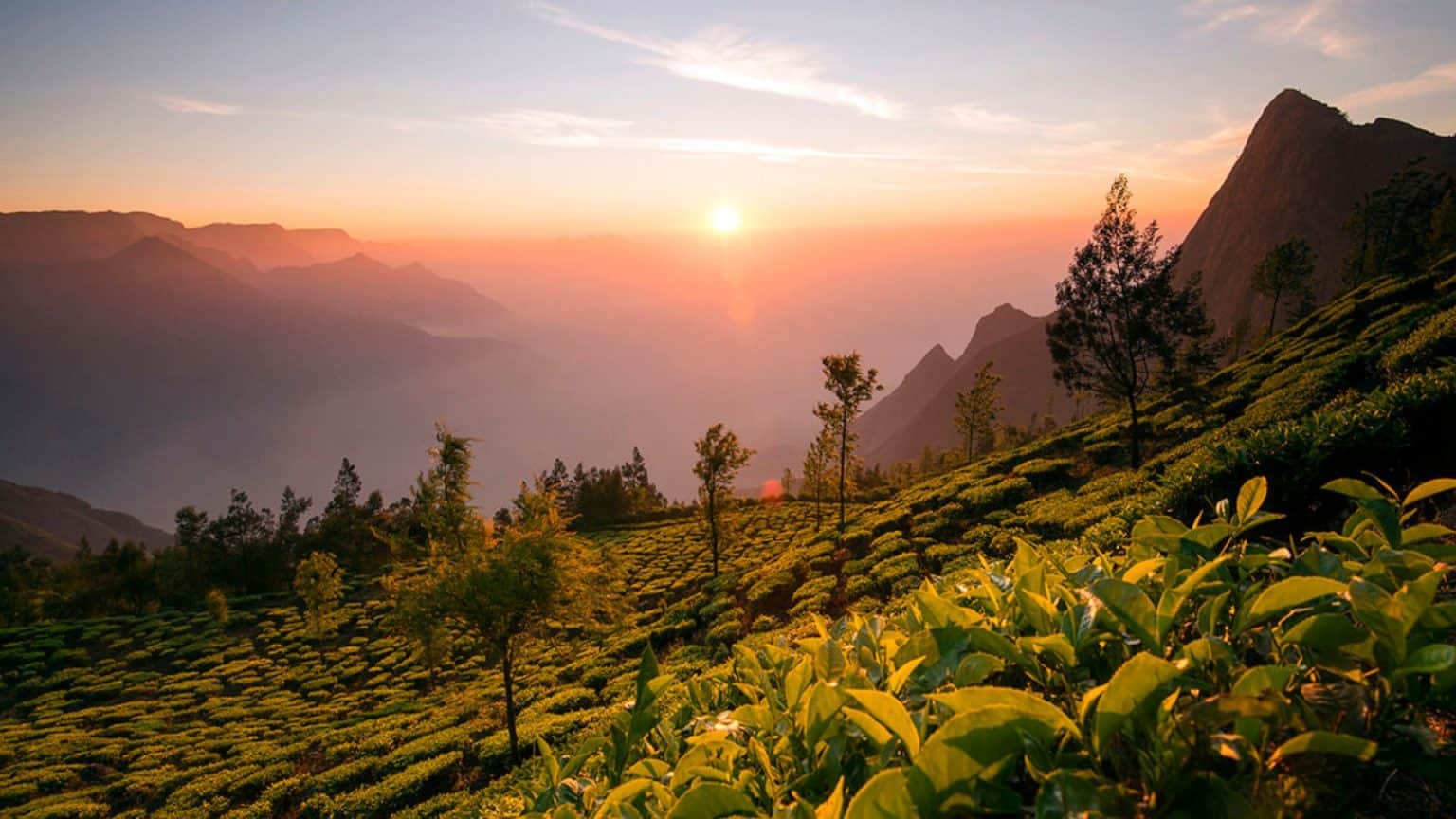 Munnar to Thekkady Road Trip Guide-90 KM of Tea Trails to Tiger Trails ...