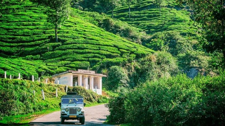 Munnar to Thekkady Road Trip Guide-90 KM of Tea Trails to Tiger Trails ...