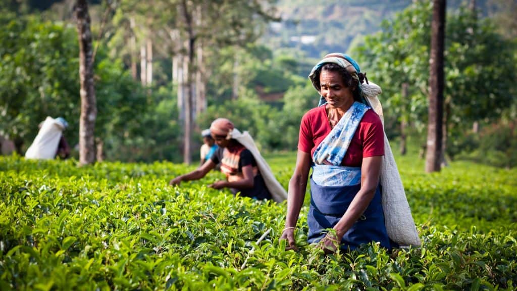 Munnar Temperature, Weather, Season and Climate for each month | Munnar ...