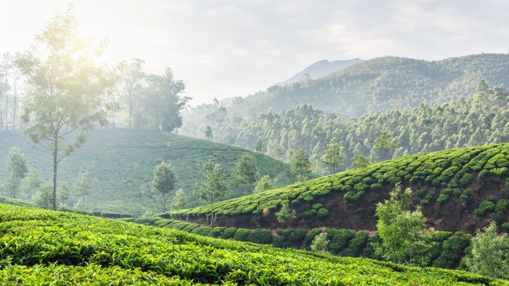 Munnar Temperature, Weather, Season and Climate for each month | Munnar ...
