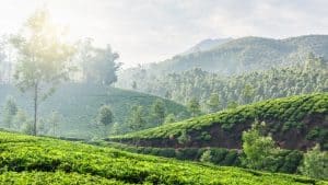 Munnar Temperature, Weather, Season and Climate for each month | Munnar ...