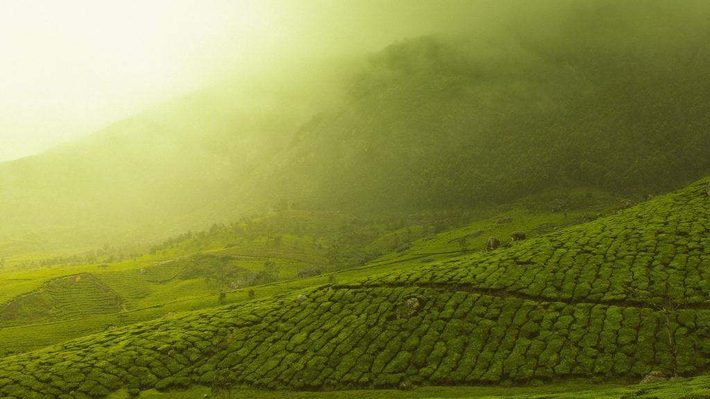 Munnar Temperature, Weather, Season and Climate for each month | Munnar ...