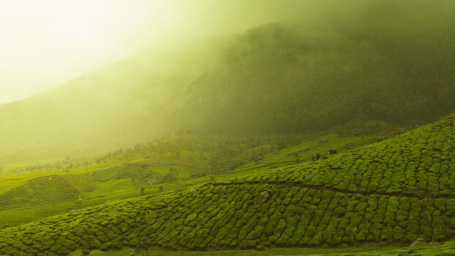 Munnar Temperature, Weather, Season and Climate for each month | Munnar ...