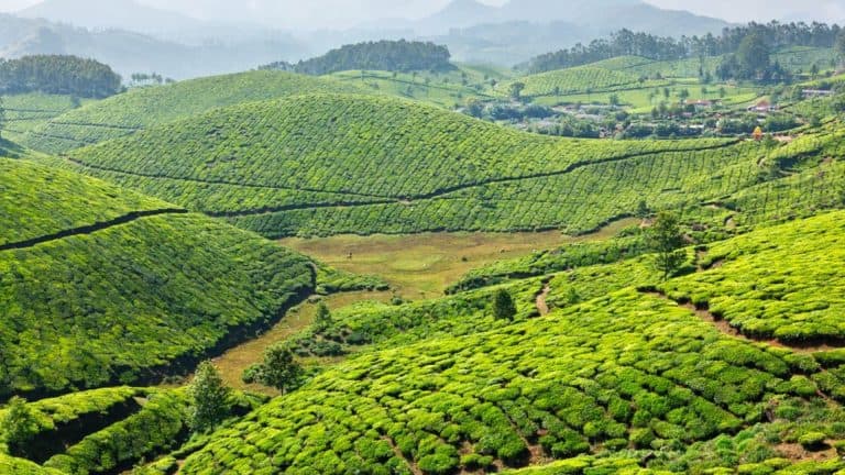 Munnar Temperature, Weather, Season and Climate for each month | Munnar ...