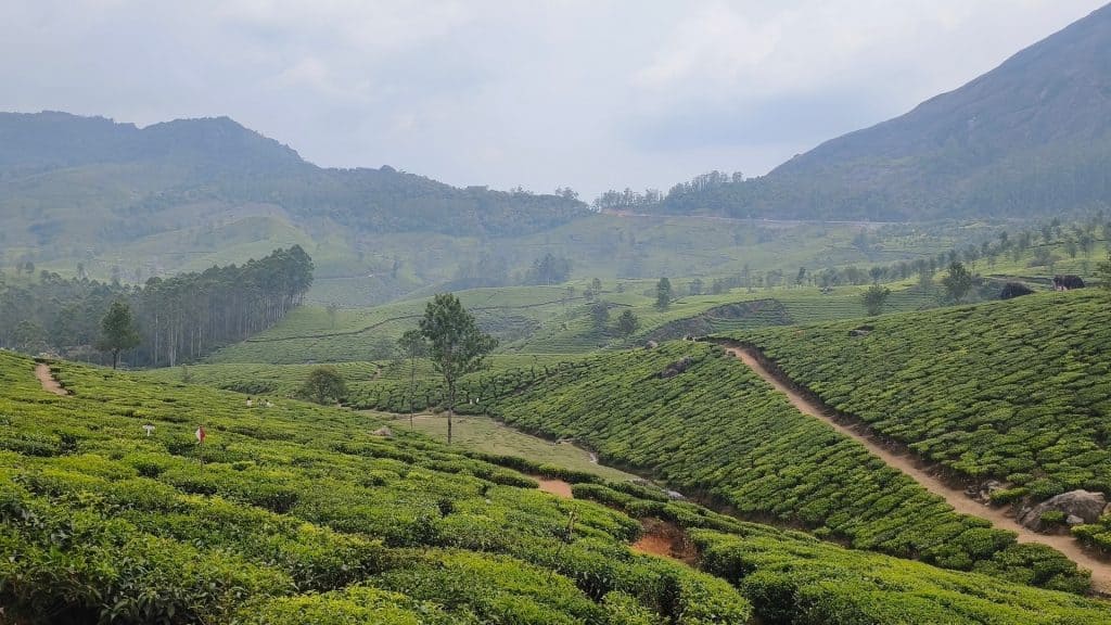Gap Road Munnar- Photos of Scenic Drive in Kerala That Will Leave You ...