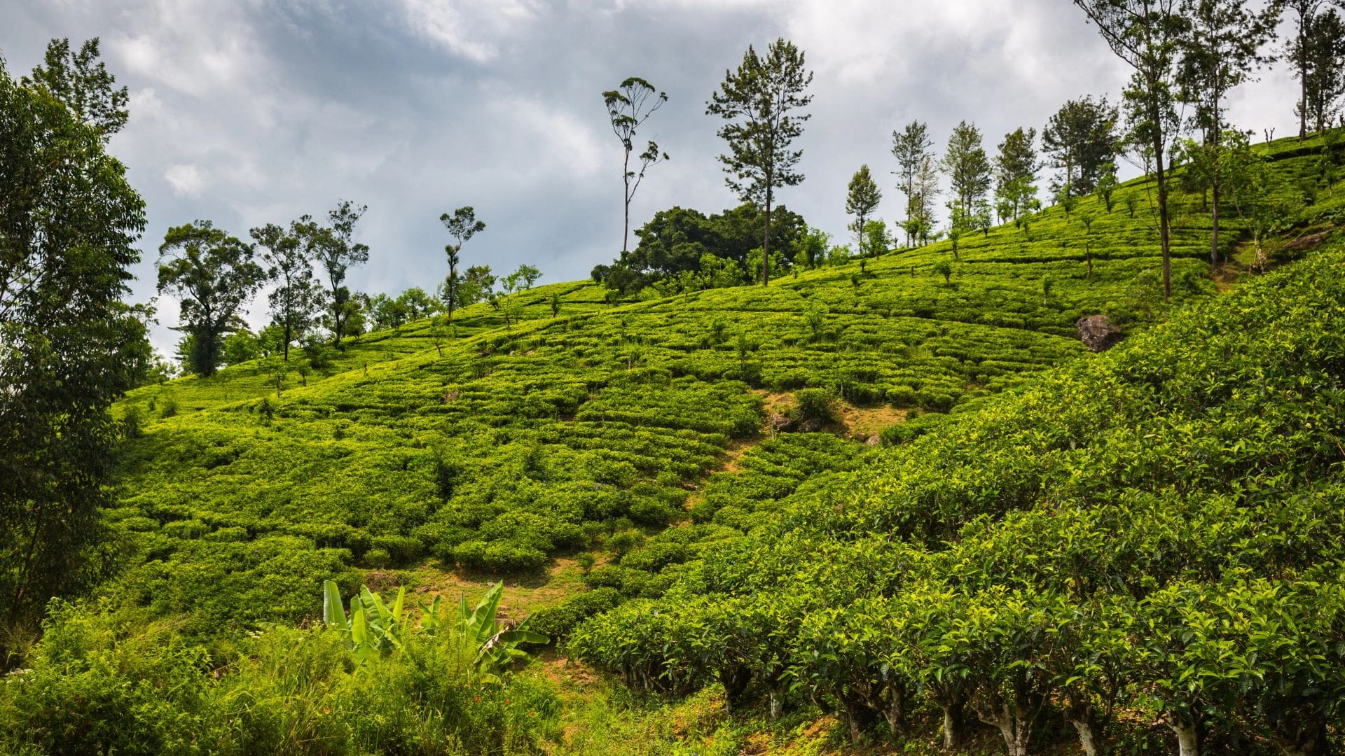 10 Most Famous Spice Gardens In Munnar For A Stimulating Experience! | Munnar Insider Travel Blog
