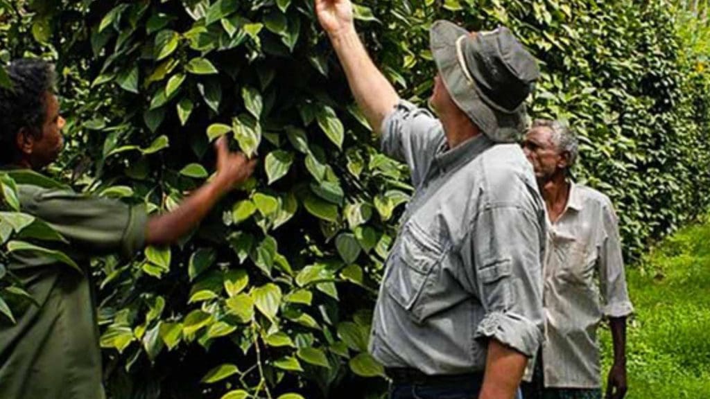 10 Most Famous Spice Gardens In Munnar For A Stimulating Experience ...