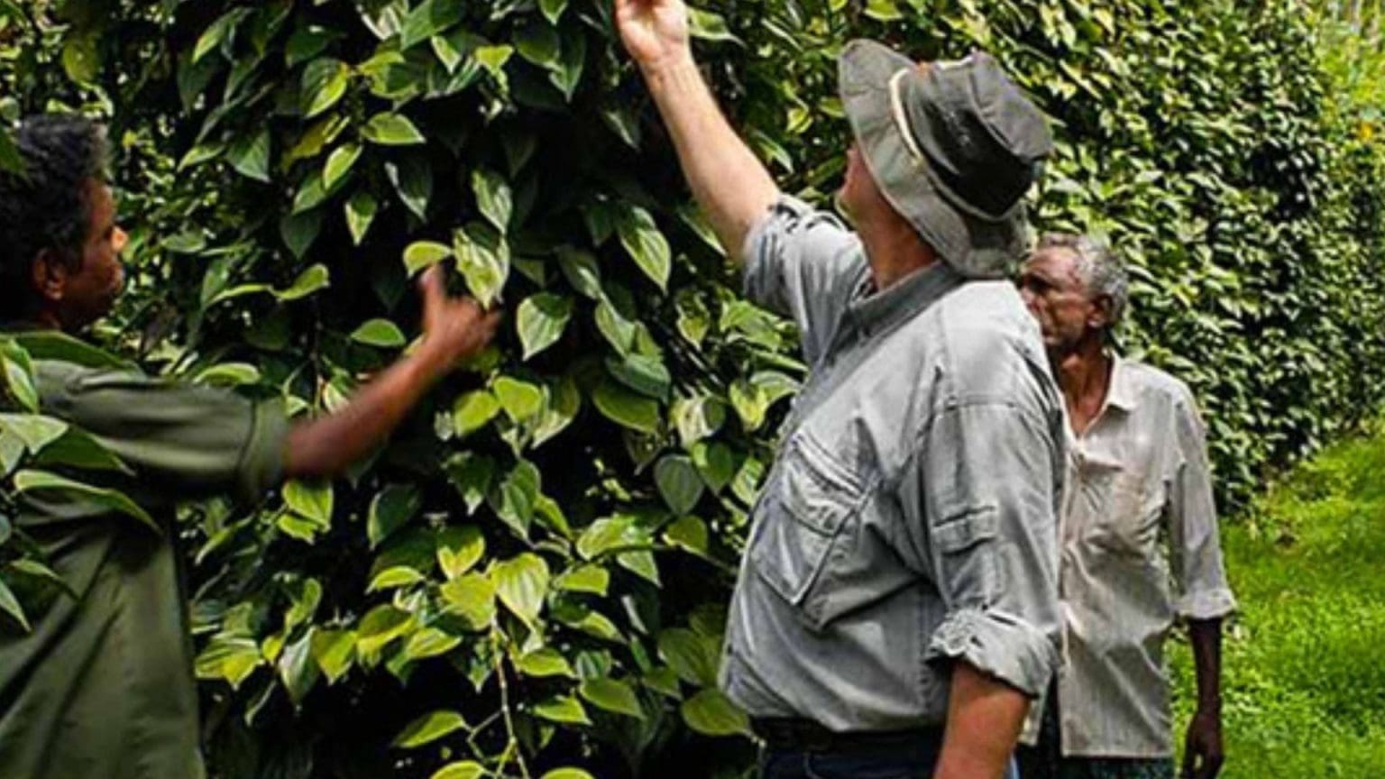 10 Most Famous Spice Gardens In Munnar For A Stimulating Experience! | Munnar Insider Travel Blog