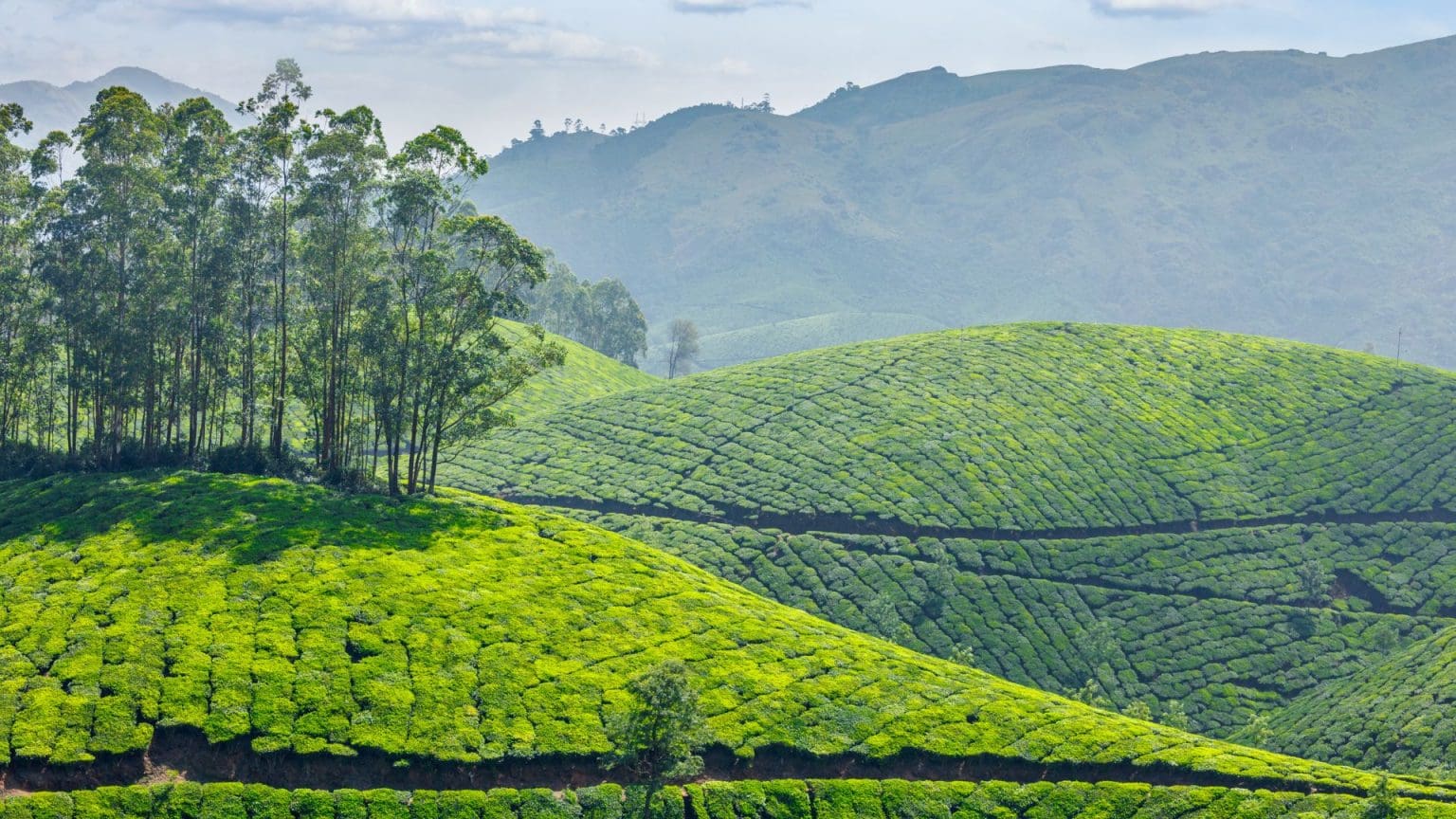 What Is Munnar Famous for-9 Reasons for you to visit | Munnar Insider ...
