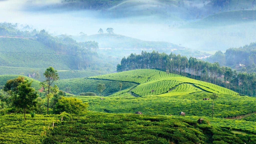 What Is Munnar Famous for-9 Reasons for you to visit | Munnar Insider ...