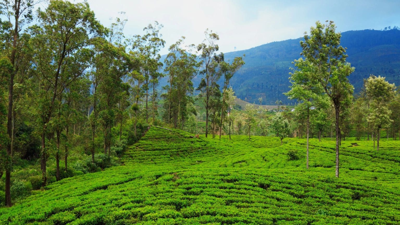 Top 10 Places To Visit In Munnar With Family In 2025 | Munnar Insider Travel Blog