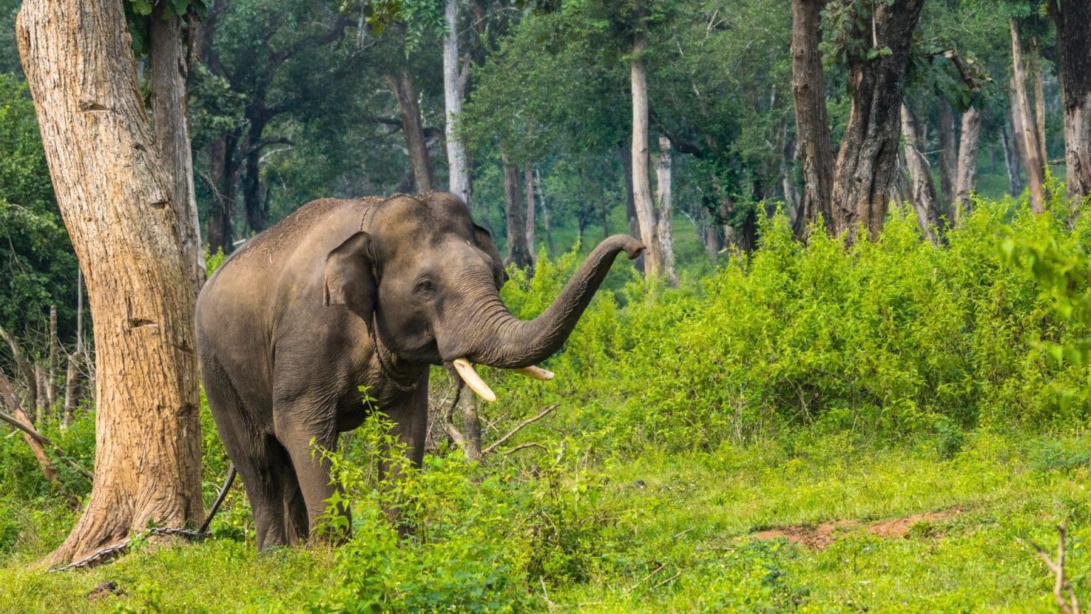 Coorg Or Munnar-Which Is Better For A Trip In 2025? | Munnar Insider ...