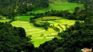 Coorg Or Munnar-Which Is Better For A Trip Now? | Munnar Insider Travel ...