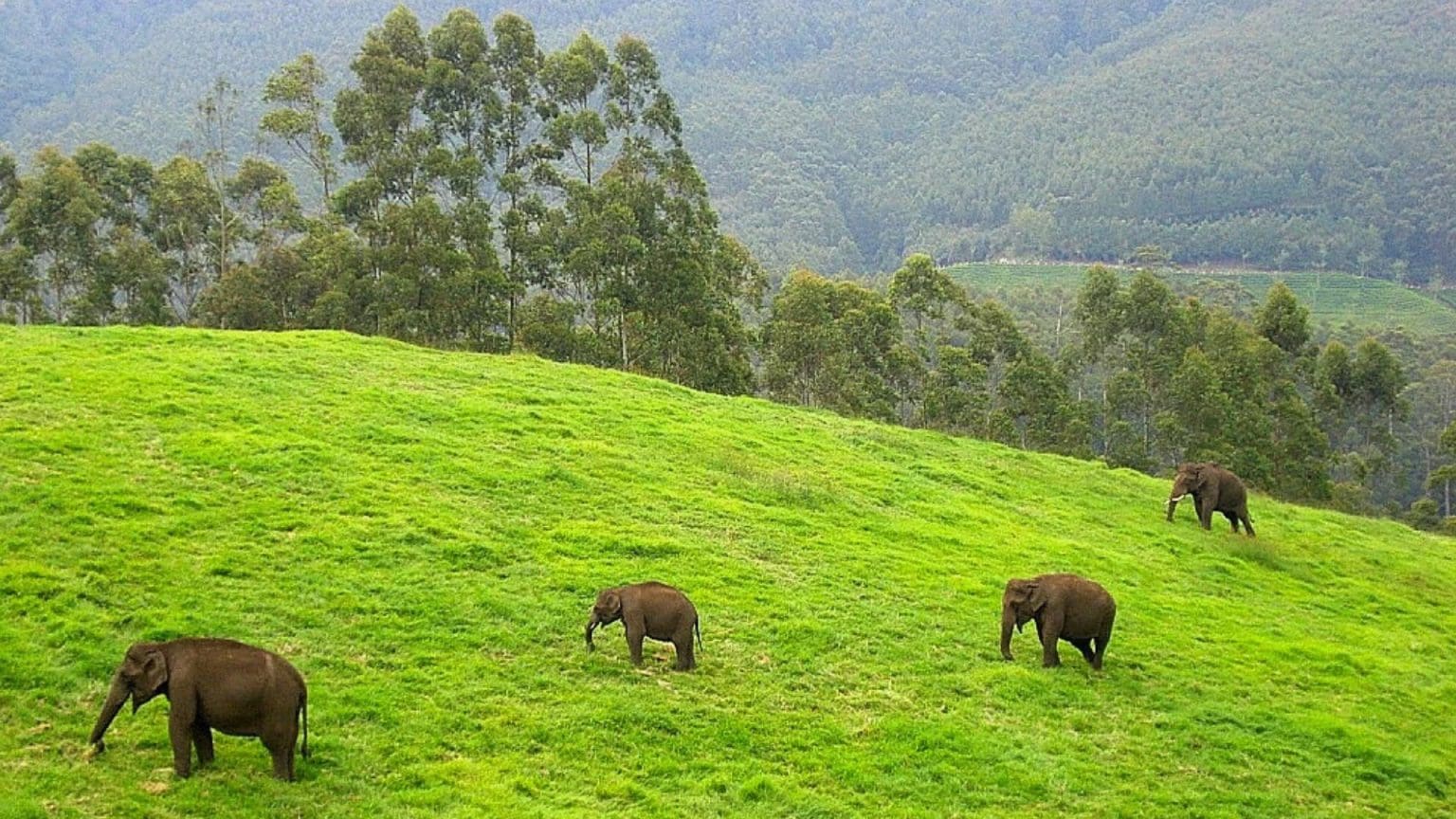 Photo Point Munnar Guide: Getting There, Activities, Tips & More ...