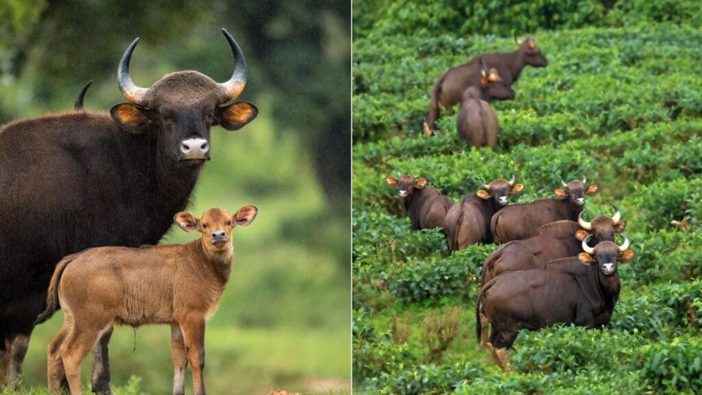 Bison Valley Munnar- Gaurs, Distance and Sightseeing | Munnar Insider ...